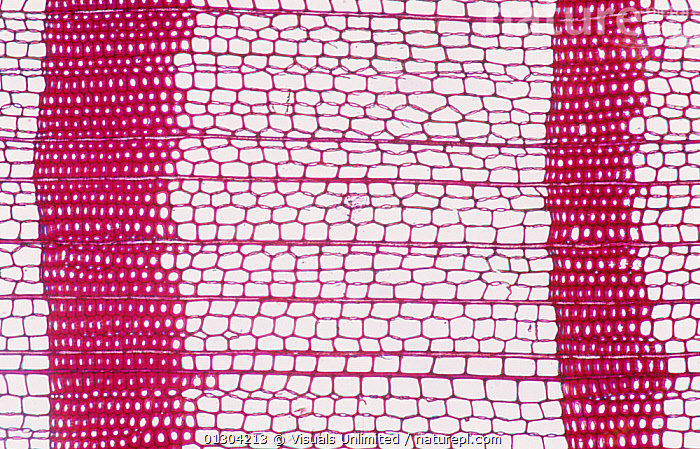 Stock photo of Cross-section of Western Larch wood (Larix occidentalis ...