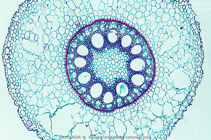 Zea Root Cross Section