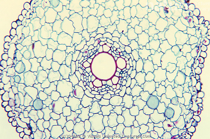 Cross Section Of Root