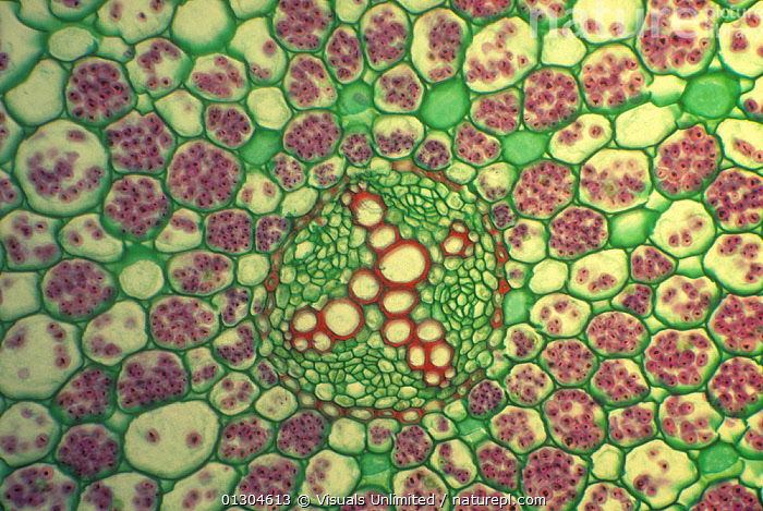 Ranunculus Root Cross Section