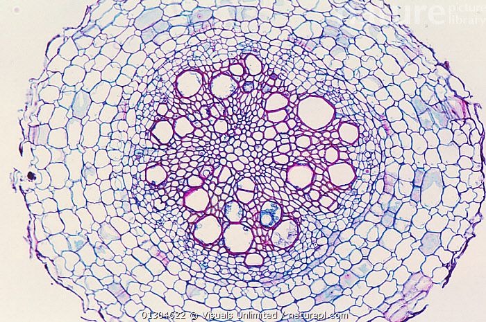 Stock photo of Cross-section of a (Coleus sp) root. LM X30.. Available ...