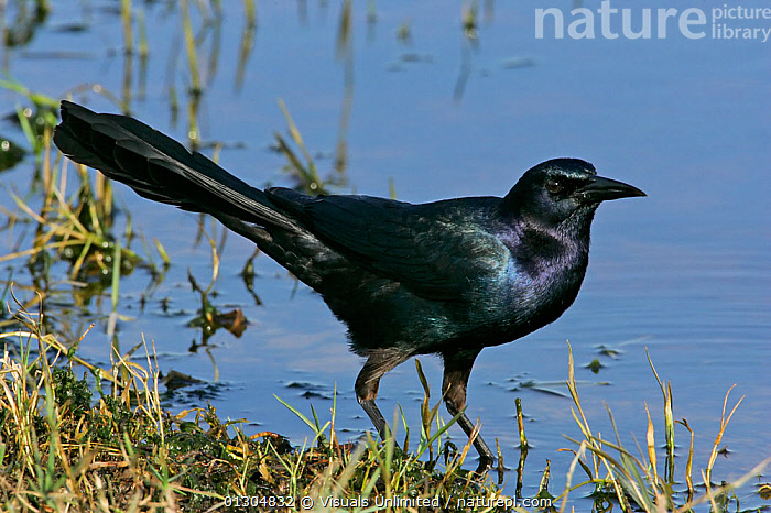 Stock photo of Boat-tailed grackle (Quiscalus major) Eastern USA ...