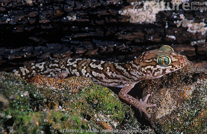 Stock photo of Pictus / Ground gecko (Paroedura pictus) Madagascar ...