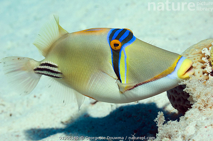 Stock photo of Arabian picasso fish (Rhinecanthus assasi) fanning and ...