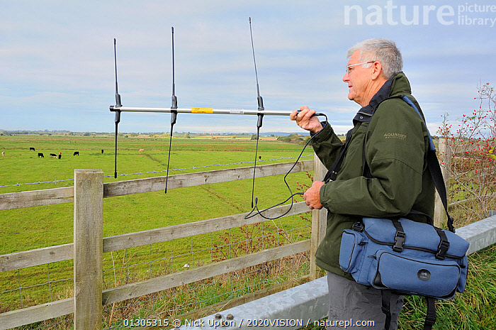 Stock photo of RSPB volunteer Peter Broxholme radiotracking Common ...