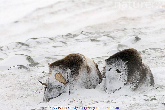 Stock photo of Musk ox (Ovibos moschatus) in snow storm, resting ...