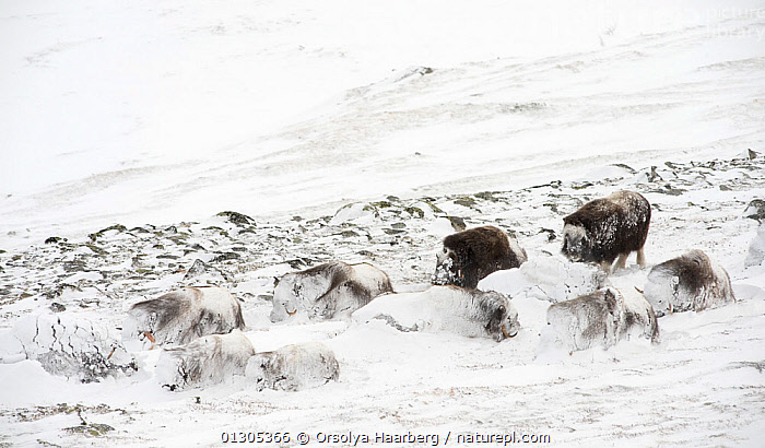 Stock photo of Musk ox (Ovibos moschatus) in snow storm, resting ...