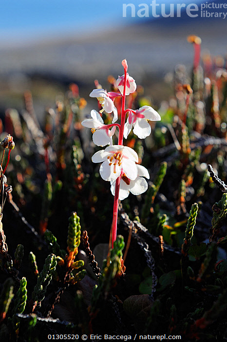 Stock photo of Arctic wintergreen (Pyrola grandiflora radius) flowering ...