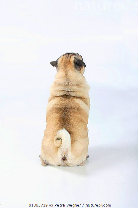 Stock photo of Pug, sitting, rear view.. Available for sale on www ...