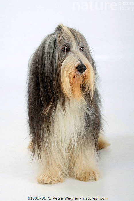 Stock photo of Bearded Collie, with coat groomed for show, sitting ...
