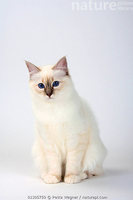 Stock photo of Burman/ Sacred Cat of Burma, blue-tabby-point coated ...