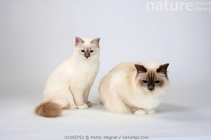 Stock photo of Burman/ Sacred Cat of Burma, blue-tabby-point coated ...