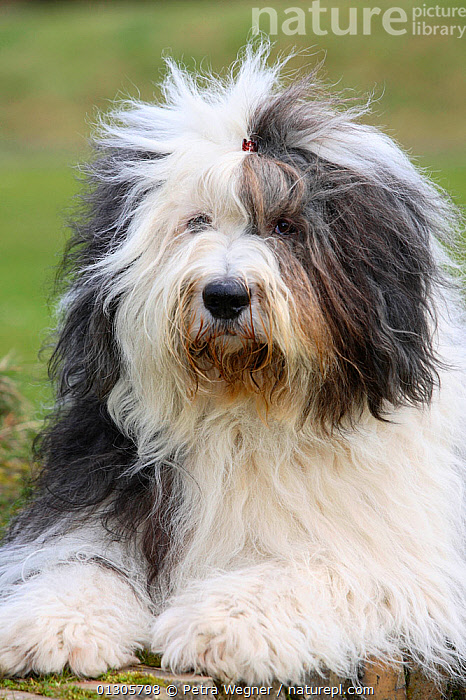 Stock photo of Bobtail / Old English Sheepdog, head portrait, lying on ...