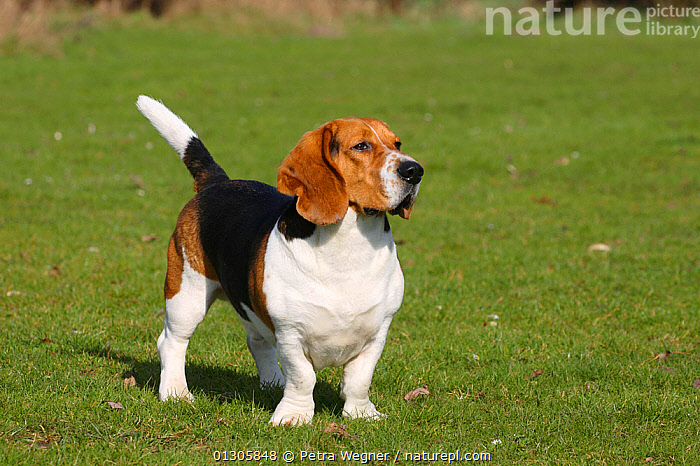 Stock photo of Basset Artesien-Normand (Norman Artesian Basset ...