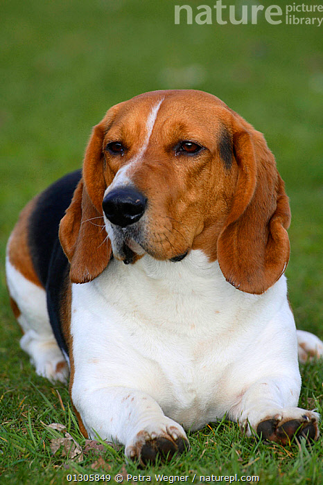 Stock photo of Basset Artesien-Normand (Norman Artesian Basset ...
