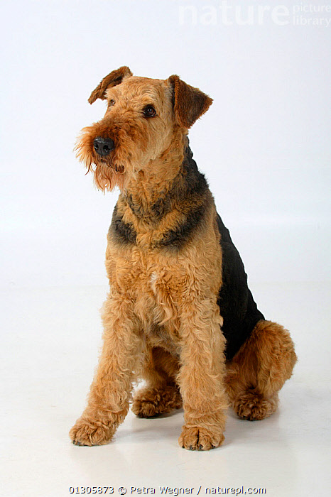 Stock photo of Airedale Terrier portrait, sitting.. Available for sale ...