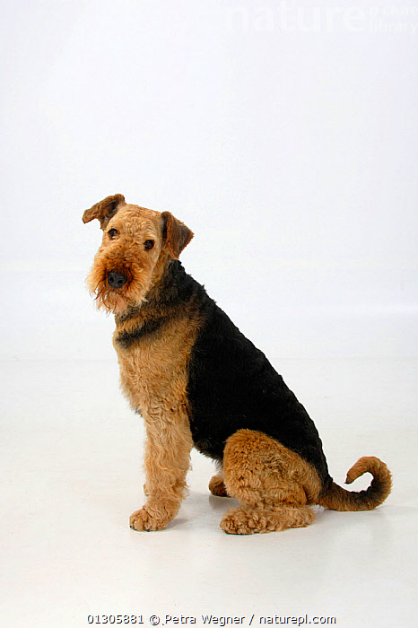 Stock photo of Airedale Terrier portrait, sitting.. Available for sale ...