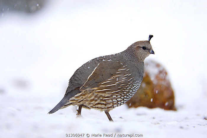 Stock photo of California Quail (Callipepla californica) female walking ...