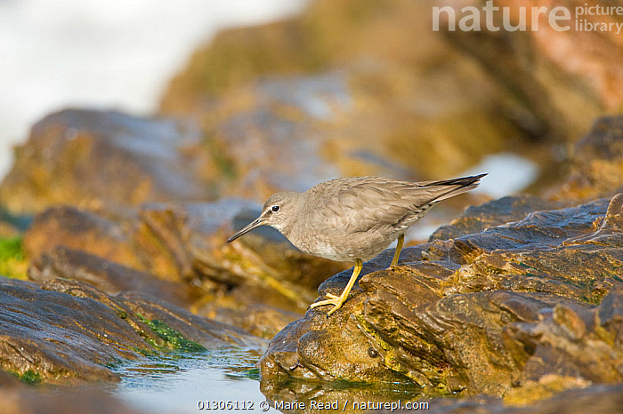 Stock photo of Wandering Tattler (Tringa incana), nonbreeding plumage ...