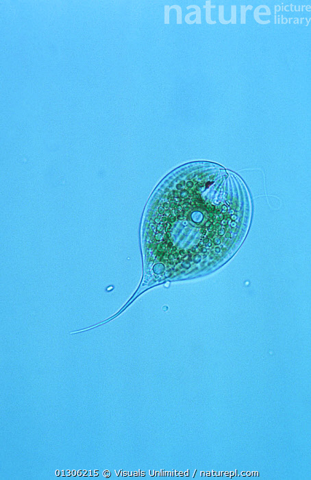 Flagellate Protozoa