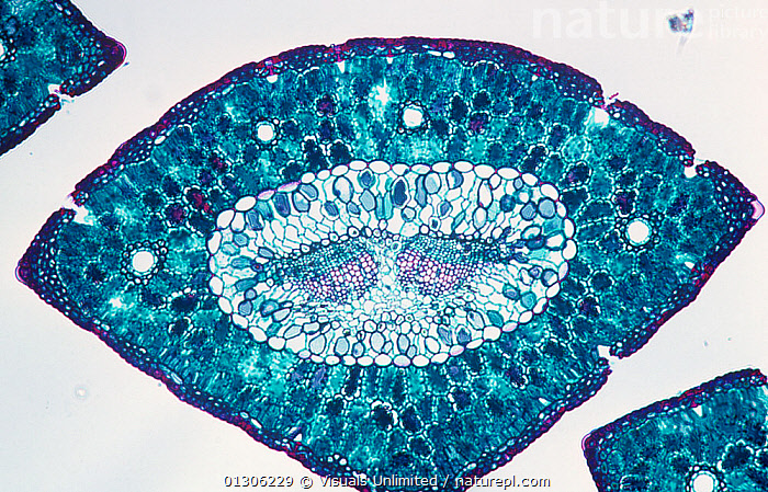 Stock photo of Cross-section of a Ponderosa Pine needle or leaf (Pinus ponderosa). LM X20 ...
