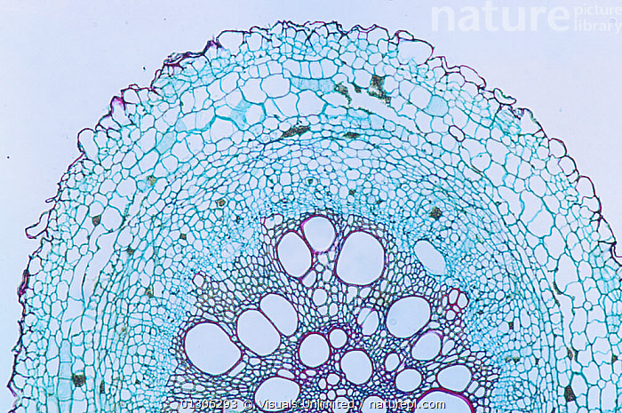 Tomato Under Microscope