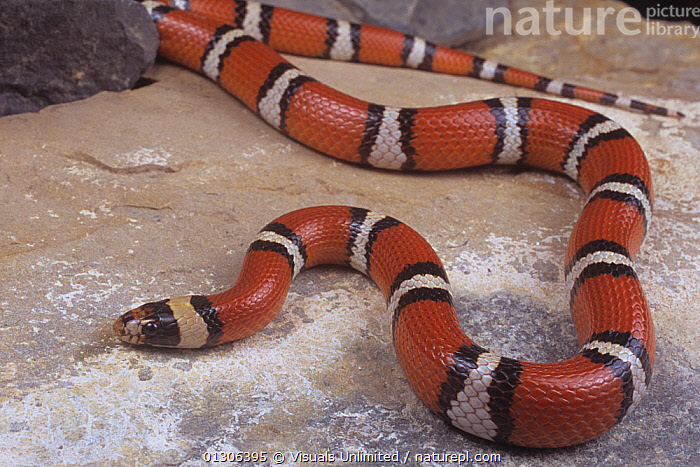 A Big Milk Snake