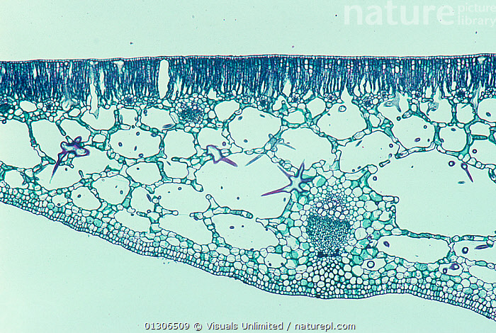 Water Lily Leaf Cross Section