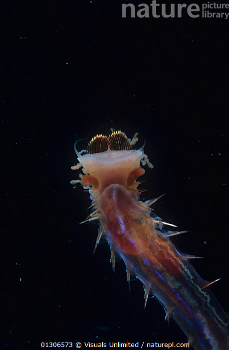 Polychaetes Of Head