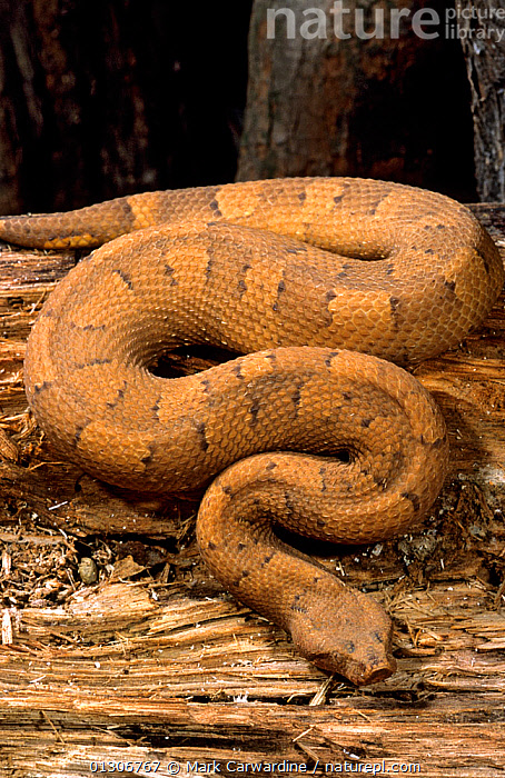 Stock photo of Solomon Island ground boa (Candoia carinata paulsoni ...