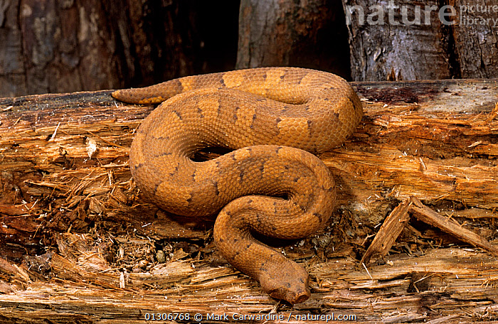 Stock photo of Solomon Island ground boa (Candoia carinata paulsoni ...