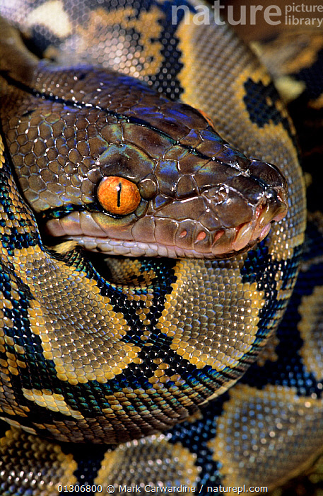 Stock photo of Reticulated python (Python reticulatus) captive, from SE ...