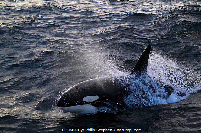 Stock photo of Killer whale (Orcinus orca) breaking surface. North Sea ...
