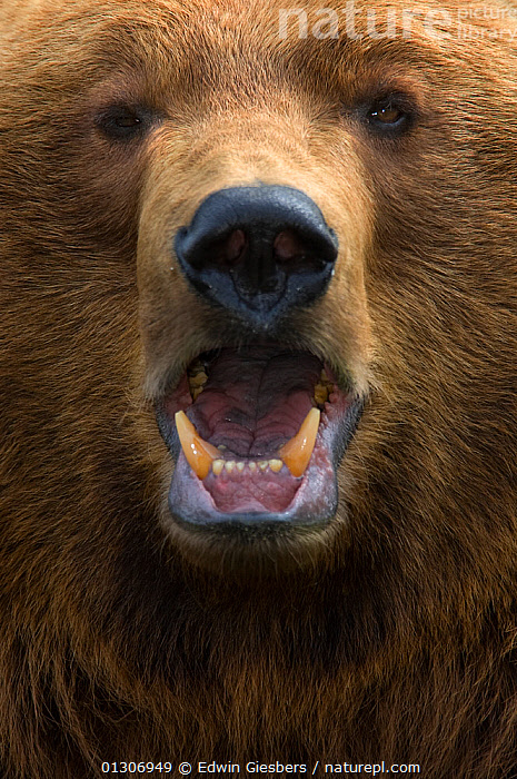 Brown Bear Tongue