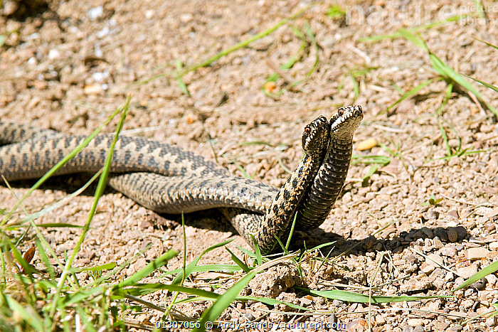 Stock photo of Two male Adders (Vipera berus) fighting / dancing during ...