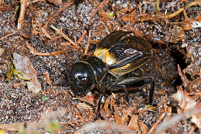 Stock photo of Field cricket (Gryllus campestris) male stridulating ...