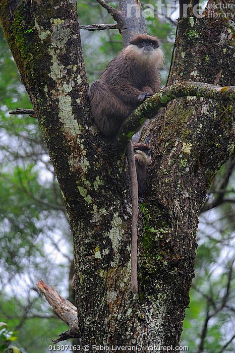 Stock photo of Purple faced Langur monkey (Trachypithecus vetulus ...