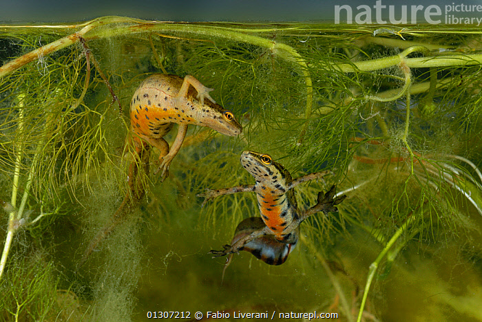 Stock photo of Smooth Newt (Triturus vulgaris) courtship between male ...