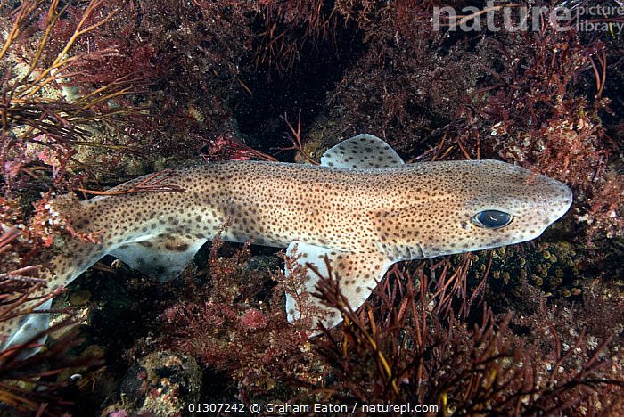 Stock photo of Lesser-spotted Dogfish /Small-spotted Catshark ...