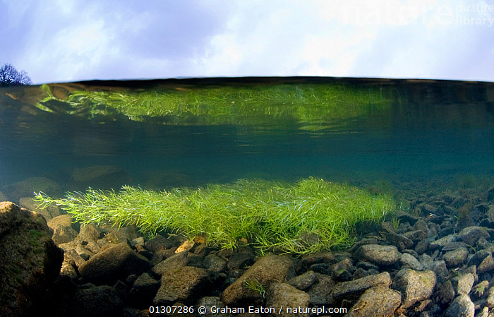 Stock photo of A split-level view of Green Algae (Chlorophyceae) in a ...