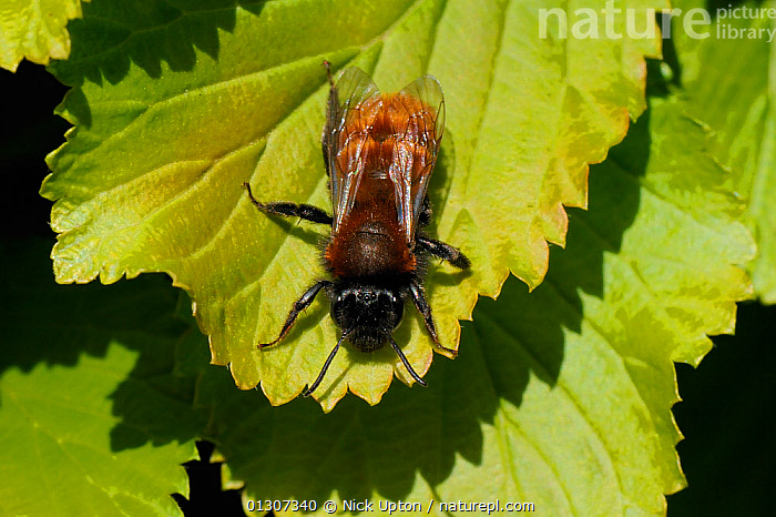 Stock photo of Female Tawny mining bee (Andrena fulva) sun basking on a ...