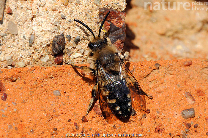 Stock photo of Cuckoo bee (Melecta albifrons) a parasite of Hairy ...