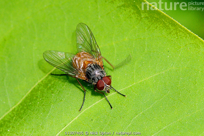 Stock photo of Muscid Fly (Phaonia rufiventris) sun basking on leaf ...