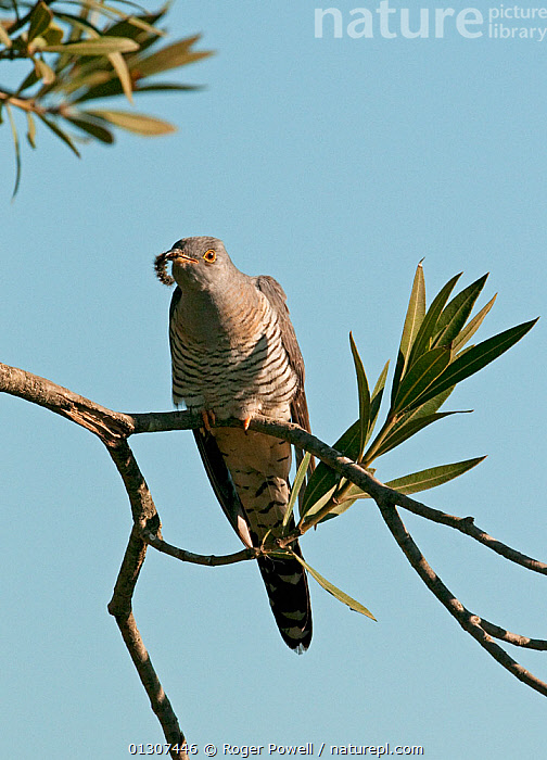 Stock photo of European Cuckoo (Cuculus canorus) with large caterpillar ...