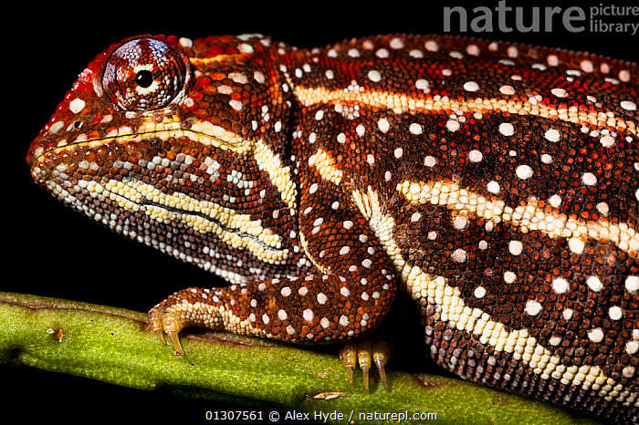 Stock photo of Campani Chameleon (Furcifer campani) Eastern tropical ...