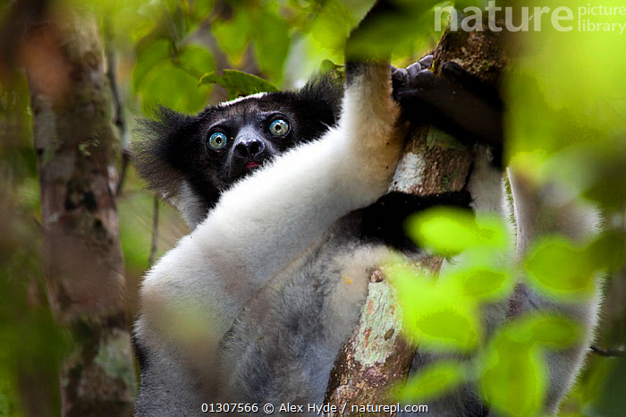 Stock photo of Indri (Indri indri) portrait, sitting in tree, tropical ...
