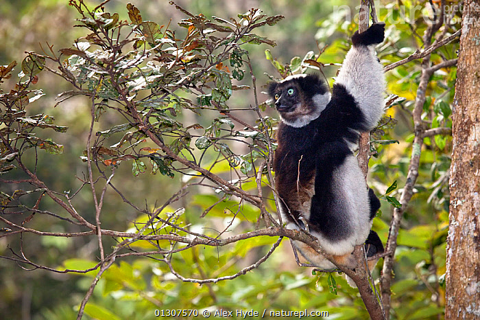 Stock photo of Indri (Indri indri) sitting in tree, feeding. Tropical ...