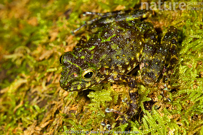 Stock photo of Ground Dwelling tree frog (Gephyromantis / Mantidactylus ...