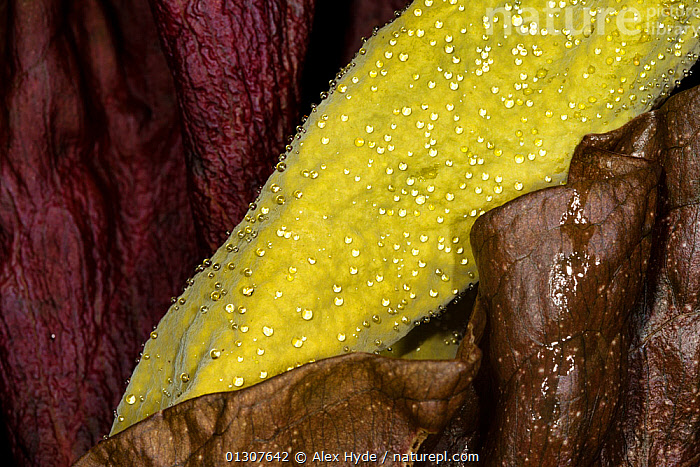 Stock photo of Detail of enormous inflorescence of Arum (Amorphophallus ...
