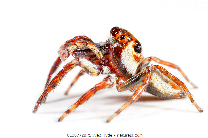 Stock photo of Jumping spider {Salticidae} photographed on white ...